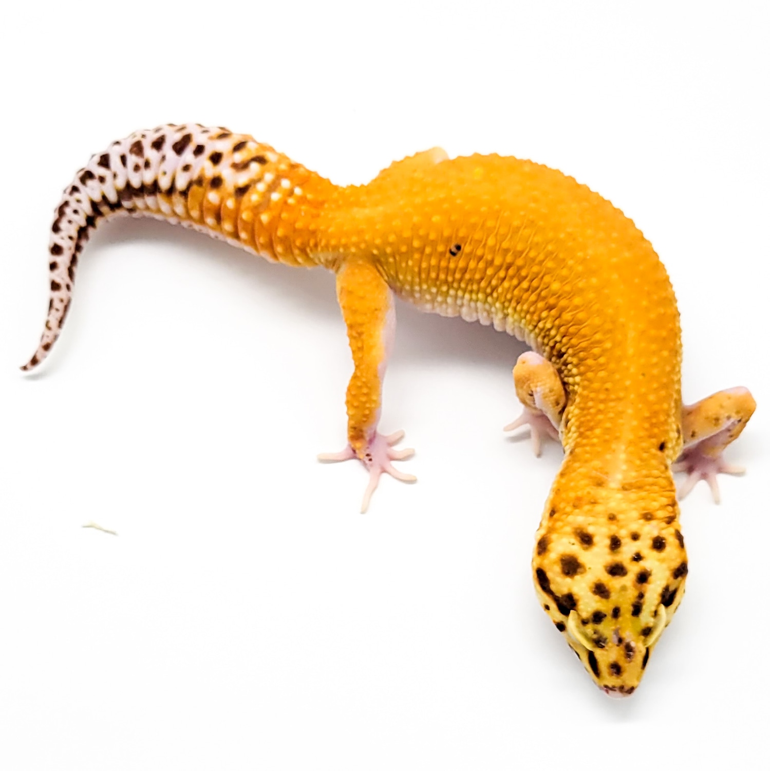 Super Giant Blood Bell Radar Leopard Gecko by Kalico Gecko - MorphMarket