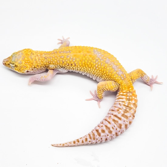 Super Giant Mack Snow Eclipse Bell Leopard Gecko by Kalico Gecko