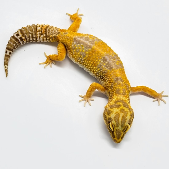 Super Giant Super Tangelo Tremper Leopard Gecko by Kalico Gecko