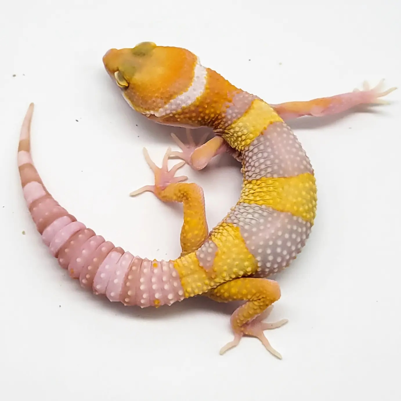 Super Giant Osiris Line WY Raptor Tremper Ts Leopard Gecko by Kalico ...