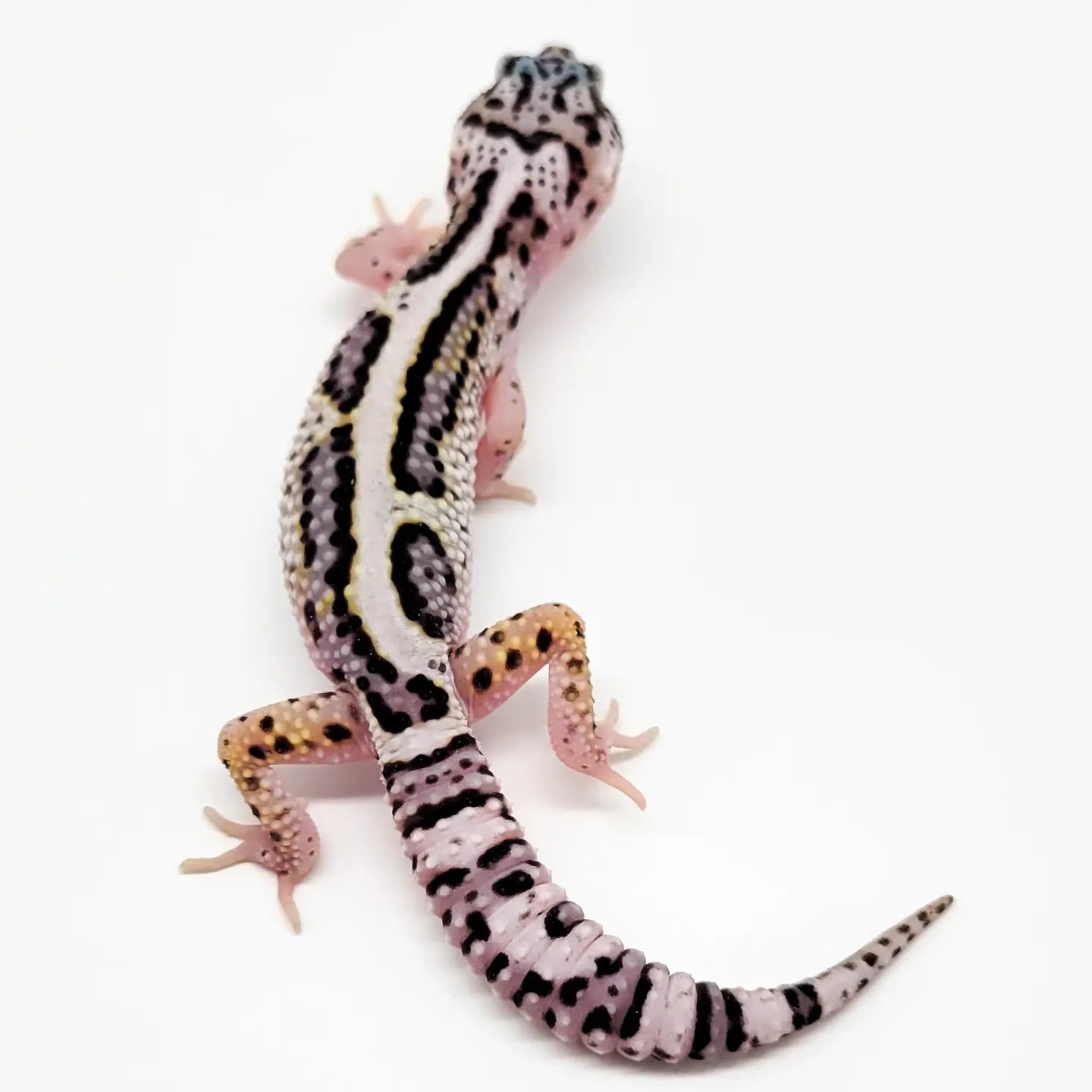 Super Giant Mack Snow Het Tremper Het Eclipse Ts Leopard Gecko by ...