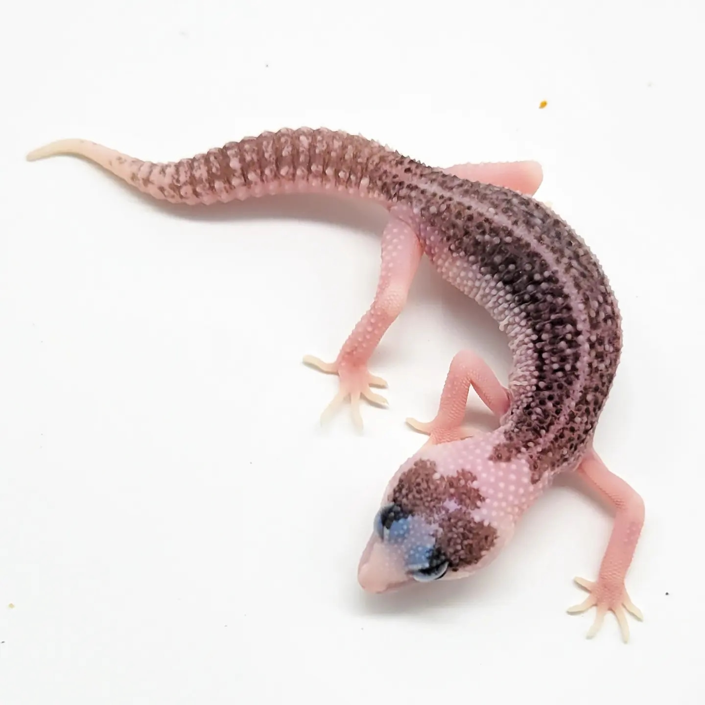 Super Giant Pied Super Snow Eclipse Het Tremper Ts Leopard Gecko by ...