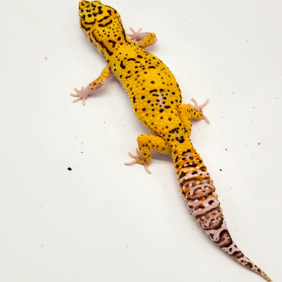 Super Giant Bleeding Snow Bell Radar Leopard Gecko by Kalico Gecko