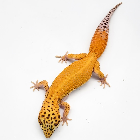 Super Giant Blood Bell Radar Leopard Gecko by Kalico Gecko