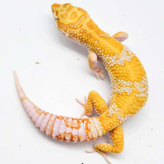 Super Giant Osiris Line WY High Contrast Extreme Emerine Tremper Het ...