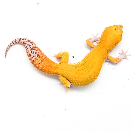 Super Giant Blood Bell Radar Leopard Gecko by Kalico Gecko