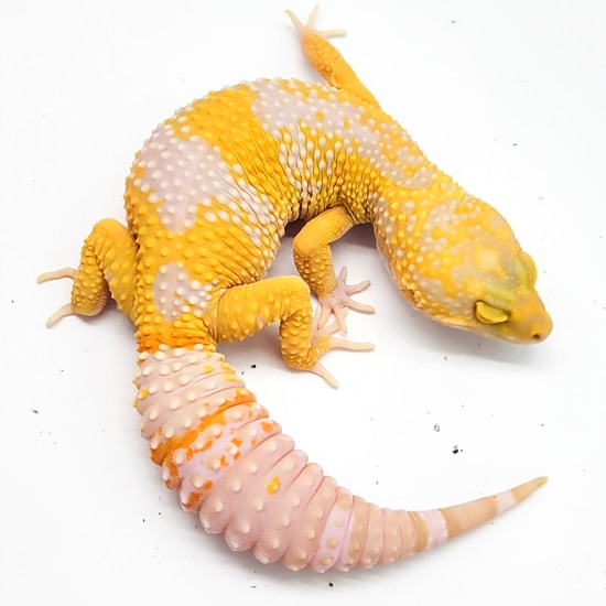 Super Giant Super Tangelo Tremper Leopard Gecko by Kalico Gecko