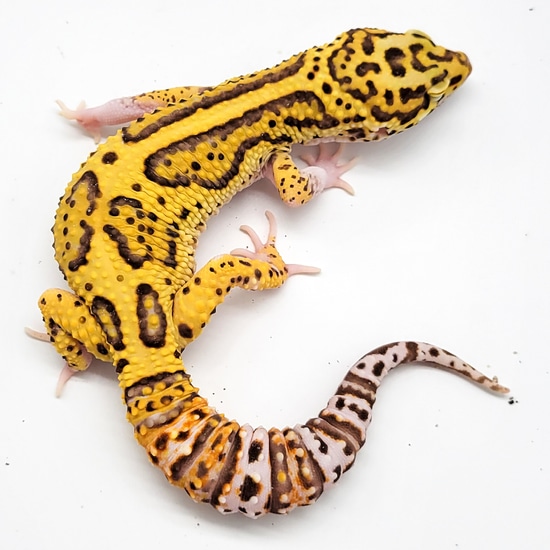Super Giant Breeding Snow Bell Radar Leopard Gecko by Kalico Gecko