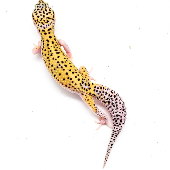 Super Giant Mack Snow Het Bell Radar Leopard Gecko by Kalico Gecko
