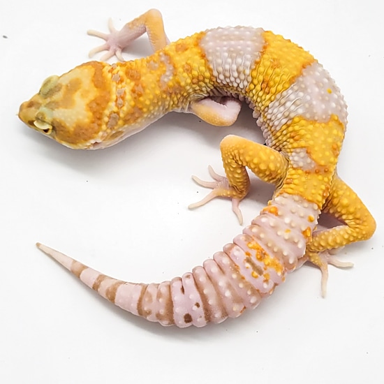 Super Giant Osiris Wy HCEE Tremper Raptor Leopard Gecko by Kalico Gecko