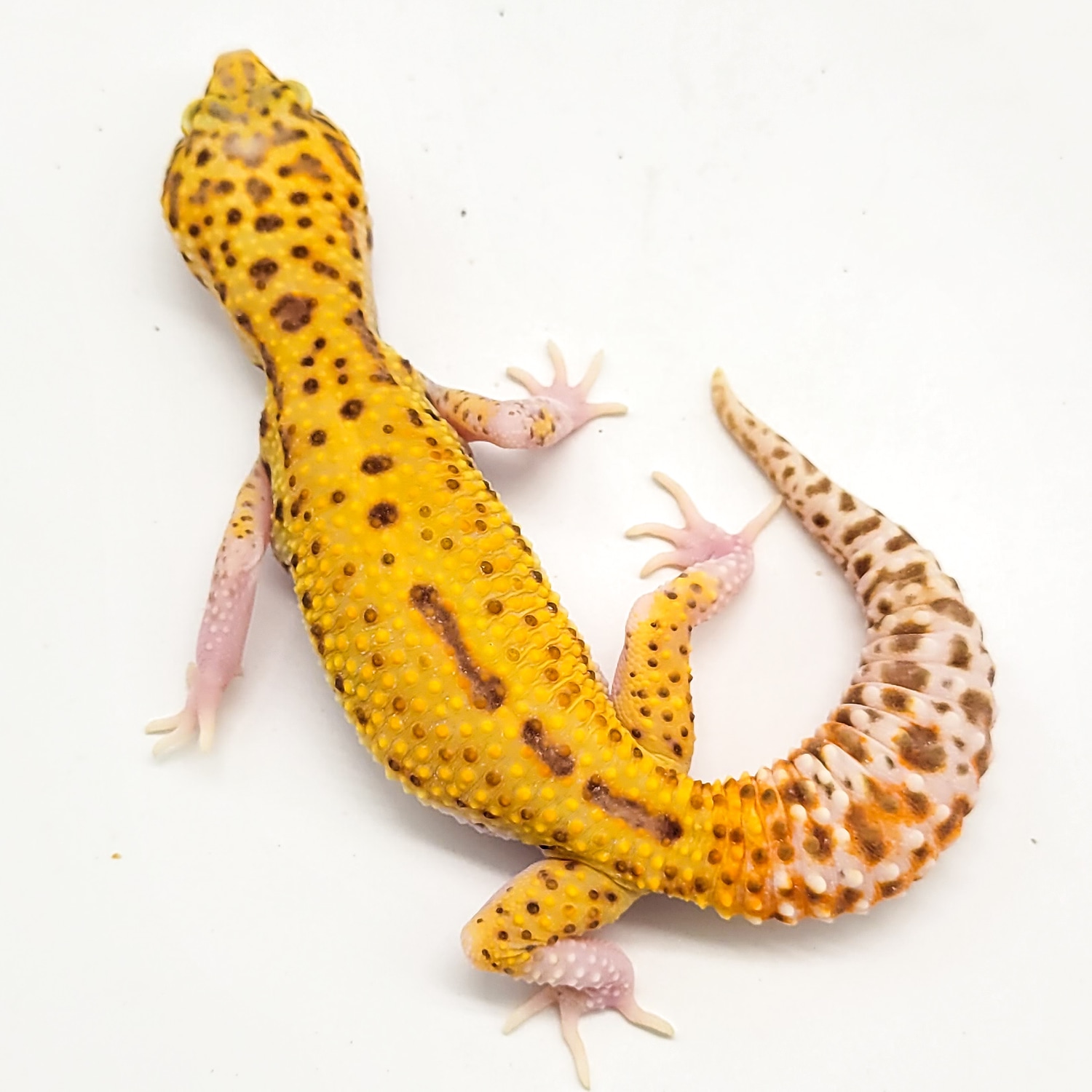 Super Giant Blood Bell Radar Leopard Gecko by Kalico Gecko - MorphMarket