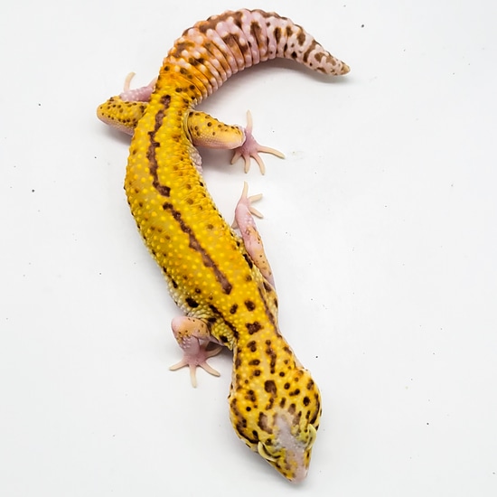 Super Giant Blood Bell Radar Leopard Gecko by Kalico Gecko