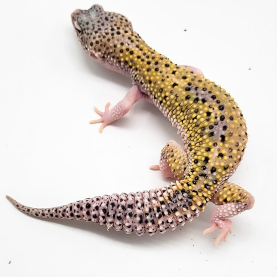 Super Giant Mack Snow Het Bell Radar Leopard Gecko by Kalico Gecko
