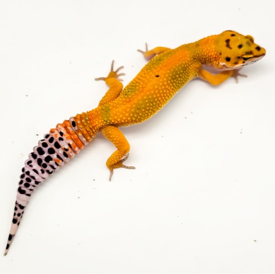Super Giant Blood Emerine Het Tremper Het Eclipse Leopard Gecko by ...