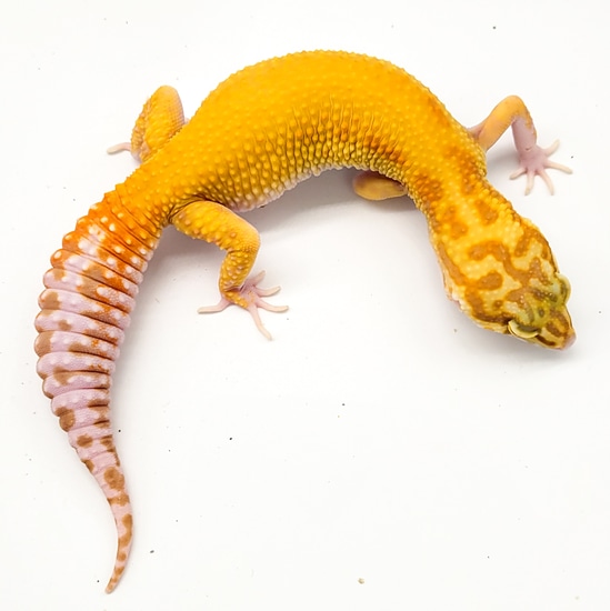 Super Giant Osiris Solar Raptor Leopard Gecko by Kalico Gecko