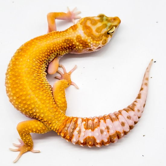 Super Giant Osiris Wy High Contrast Emerine Tremper Raptor Leopard ...