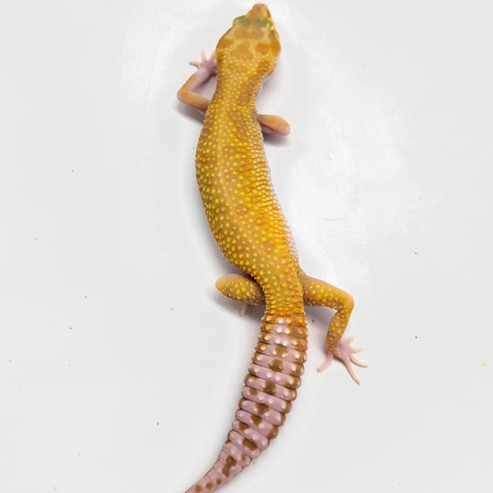 Super Giant Osiris Wy Raptor Tremper Leopard Gecko by Kalico Gecko