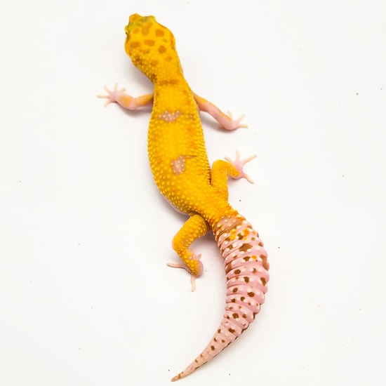 Super Giant Osiris Wy Raptor Tremper Leopard Gecko by Kalico Gecko