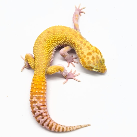 Super Giant Osiris Wy Raptor Tremper Leopard Gecko by Kalico Gecko