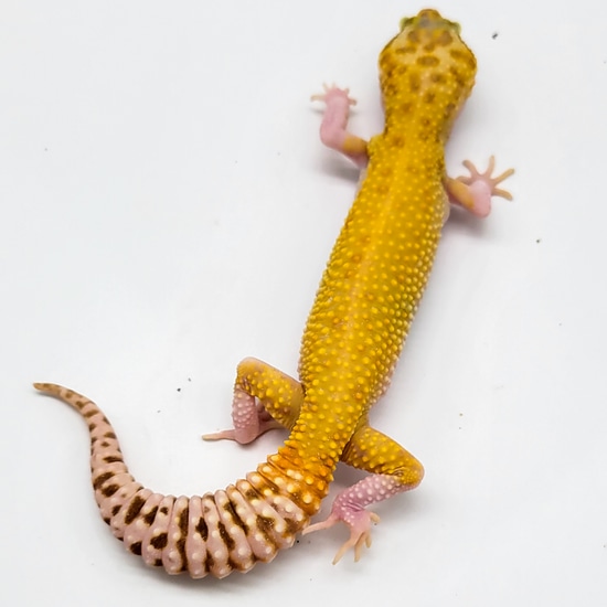 Super Giant Osiris Wy Raptor Tremper Leopard Gecko by Kalico Gecko