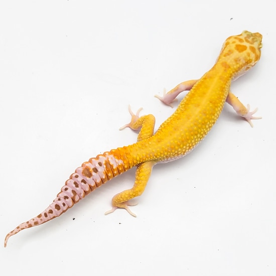 Super Giant Osiris Wy Raptor Tremper Leopard Gecko by Kalico Gecko