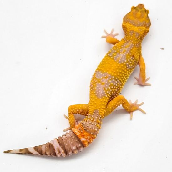 Super Giant Super Tangelo Tremper Leopard Gecko by Kalico Gecko
