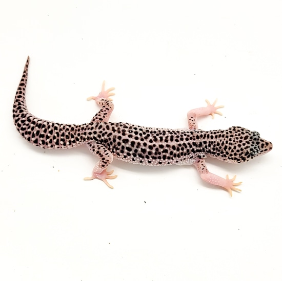 Super Giant Super Snow Eclipse Het Bell Leopard Gecko by Kalico Gecko