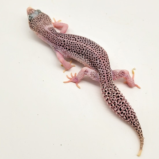 Super Giant Super Snow Eclipse Het Bell Leopard Gecko by Kalico Gecko