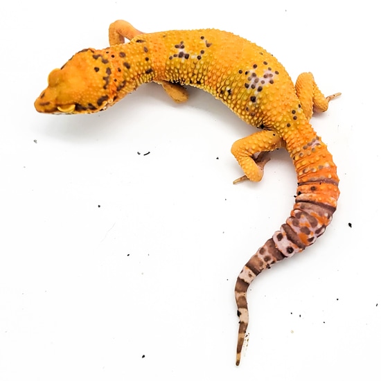 Super Giant Blood Bell Radar Leopard Gecko by Kalico Gecko