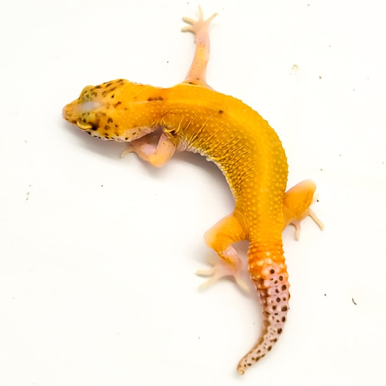 Super Giant Blood Bell Radar Leopard Gecko by Kalico Gecko