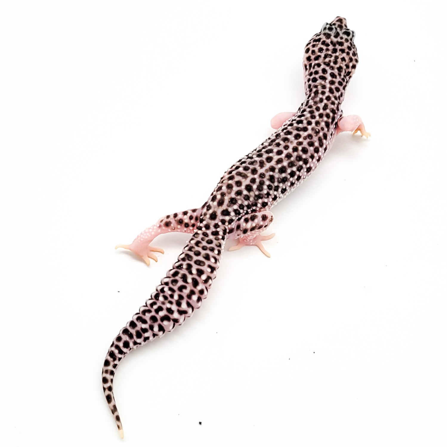 Super Giant Super Snow Eclipse Het Bell Leopard Gecko by Kalico Gecko ...