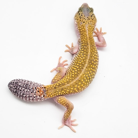 Super Giant Mack Snow Eclipse Het Bell Leopard Gecko by Kalico Gecko