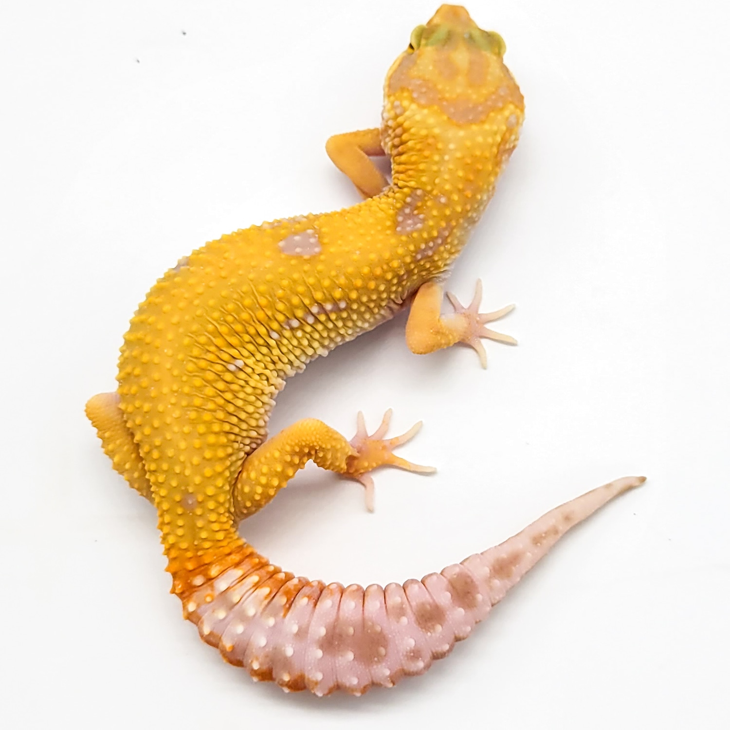 Super Giant Osiris Wy High Contrast Emerine Tremper Het Eclipse Leopard ...