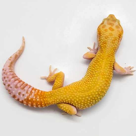 Super Giant Osiris Wy Raptor Leopard Gecko by Kalico Gecko