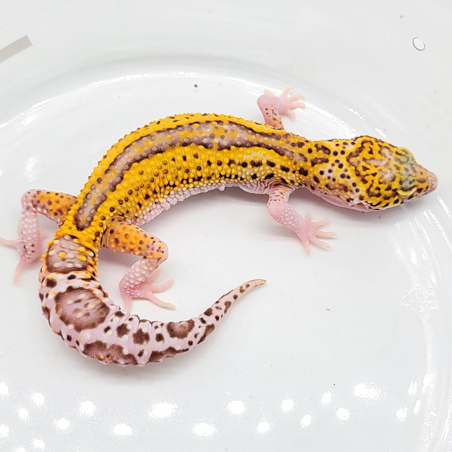 Super Giant Bleeding Snow Vell Radar Leopard Gecko by Kalico Gecko ...