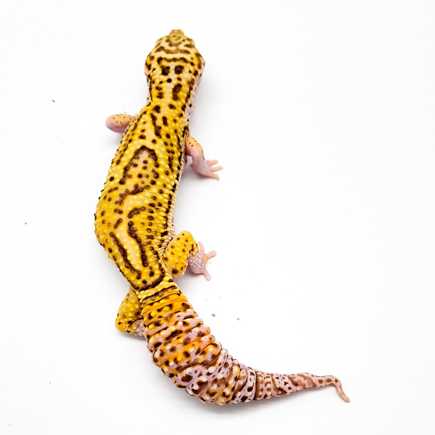 2 Super Giant Bleeding Snow Radar Bell Leopard Gecko by Kalico Gecko ...