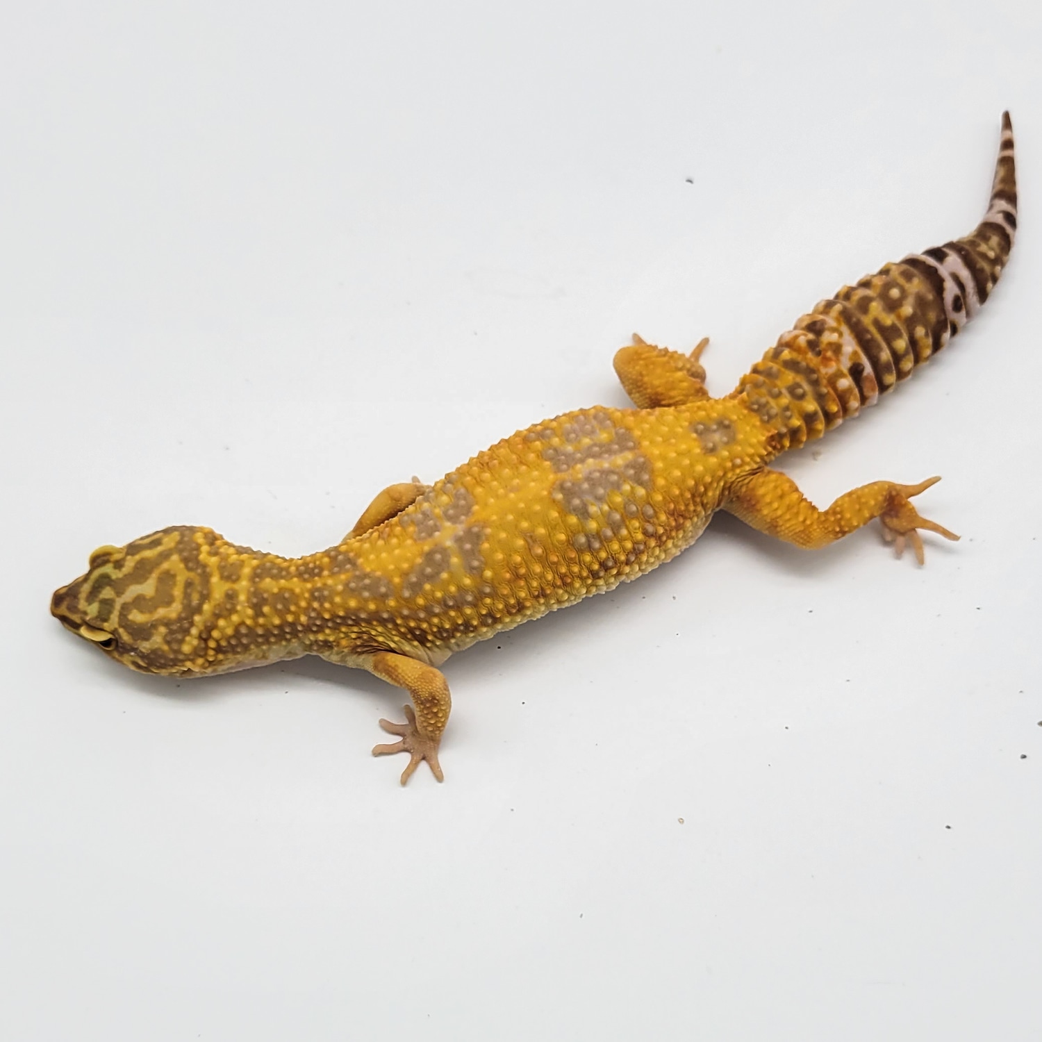 2 Super Giant Super Tangelo Tremper Leopard Gecko by Kalico Gecko ...