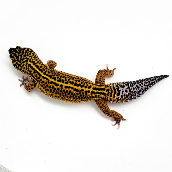 Black Night Mandarin Tangerine NO Het Leopard Gecko by Kalico Gecko