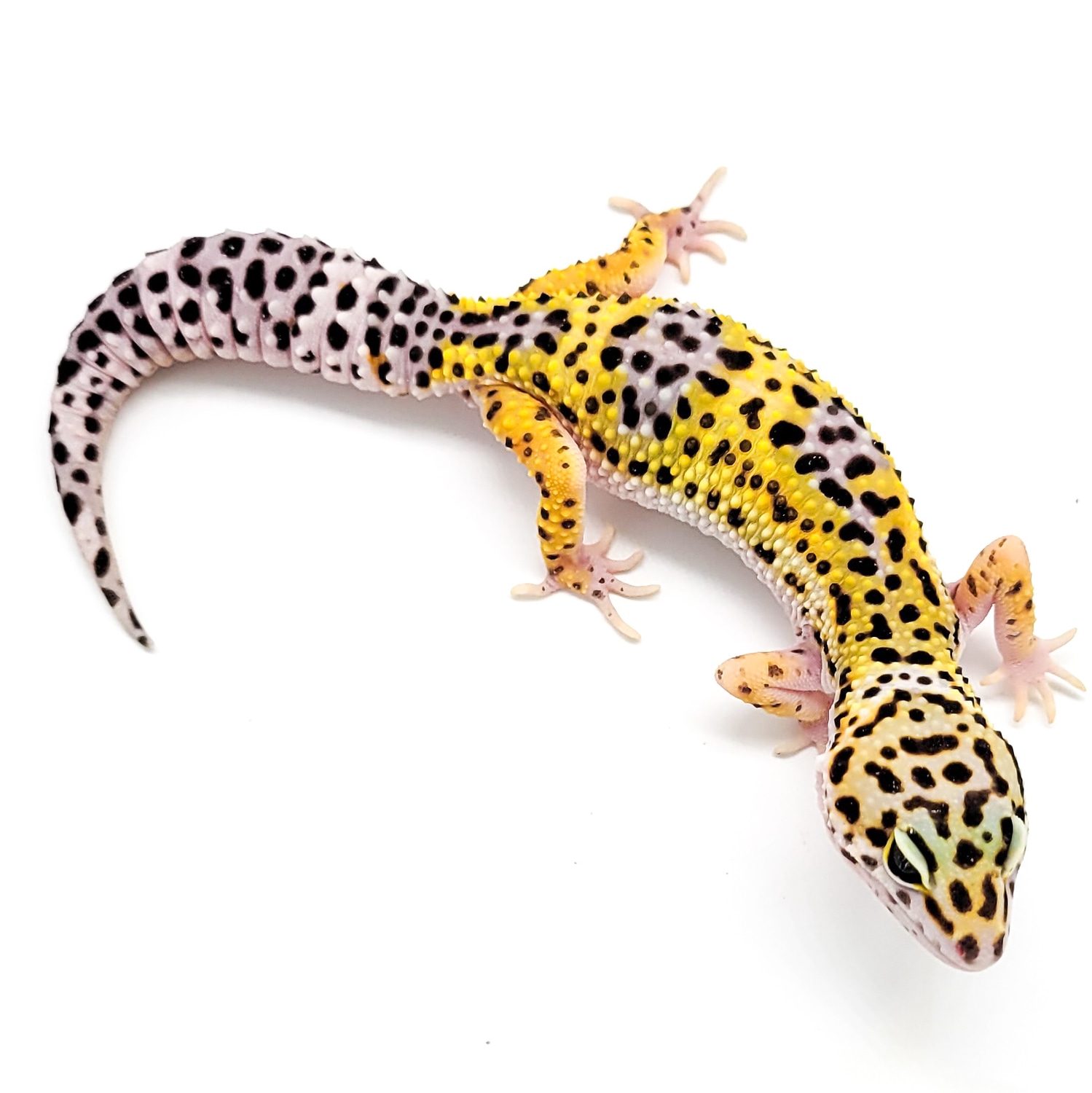 Super Giant Mack Snow Eclipse Het Bell Leopard Gecko by Kalico Gecko ...