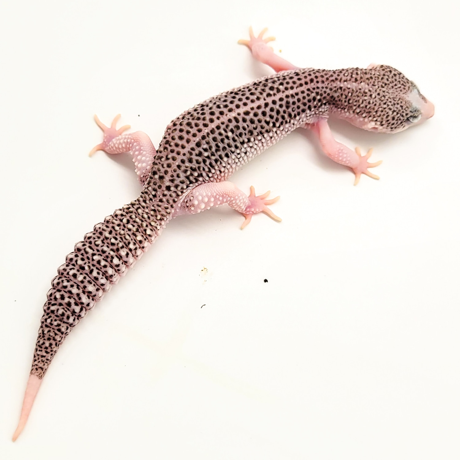 Super Giant Super Snow Eclipse Het Bell Leopard Gecko by Kalico Gecko ...