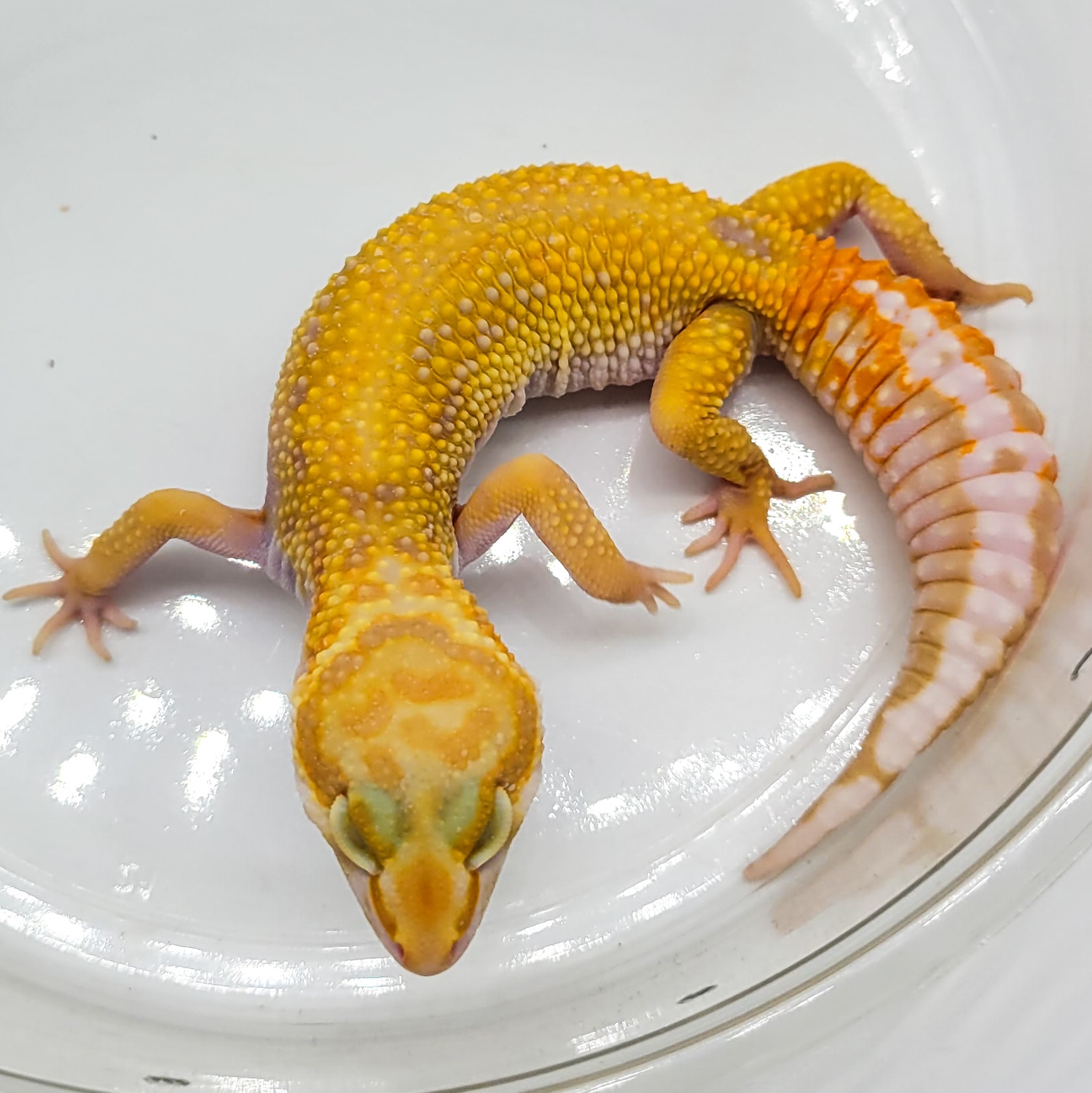 Super Giant Osiris Wy High Contrast Emerine Tremper Het Eclipse Leopard ...