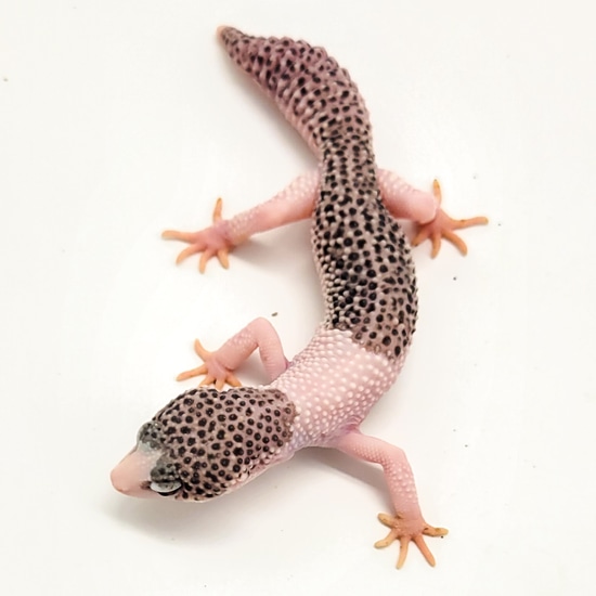 Super Giant Super Snow Eclipse Pied Het Bell Leopard Gecko by Kalico Gecko