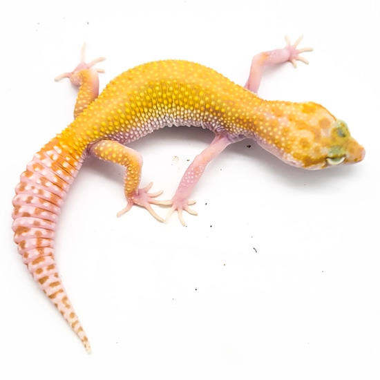Super Giant Osiris Wy Raptor Tremper Leopard Gecko by Kalico Gecko