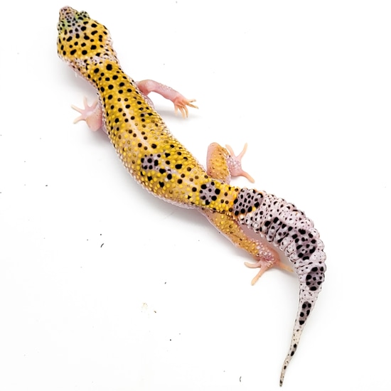 Super Giant Mack Snow Eclipse Het Bell Leopard Gecko by Kalico Gecko