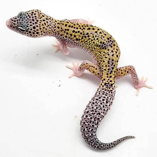 Super Giant Mack Snow Eclipse Het Bell Leopard Gecko by Kalico Gecko