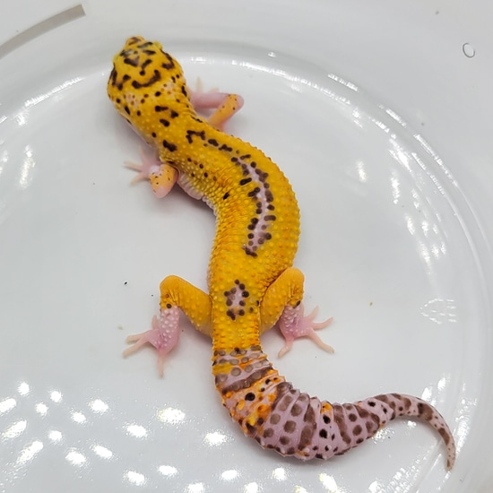 Super Giant Bleeding Snow Radar Bell Leopard Gecko by Kalico Gecko