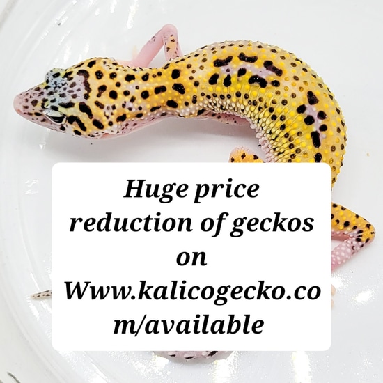 Super Giant Mack Snow Eclipse Het Bell Leopard Gecko by Kalico Gecko