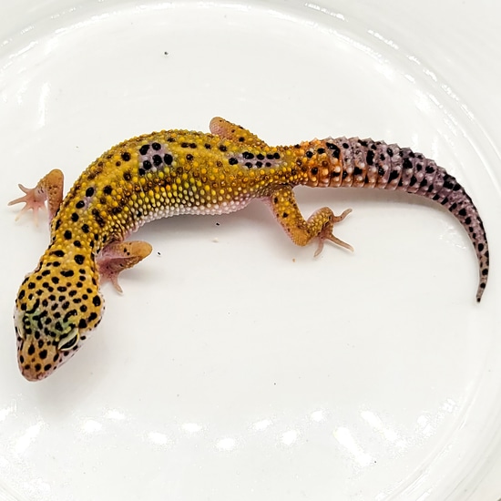 Super Giant Mack Snow Het Eclipse Het Bell Leopard Gecko by Kalico Gecko