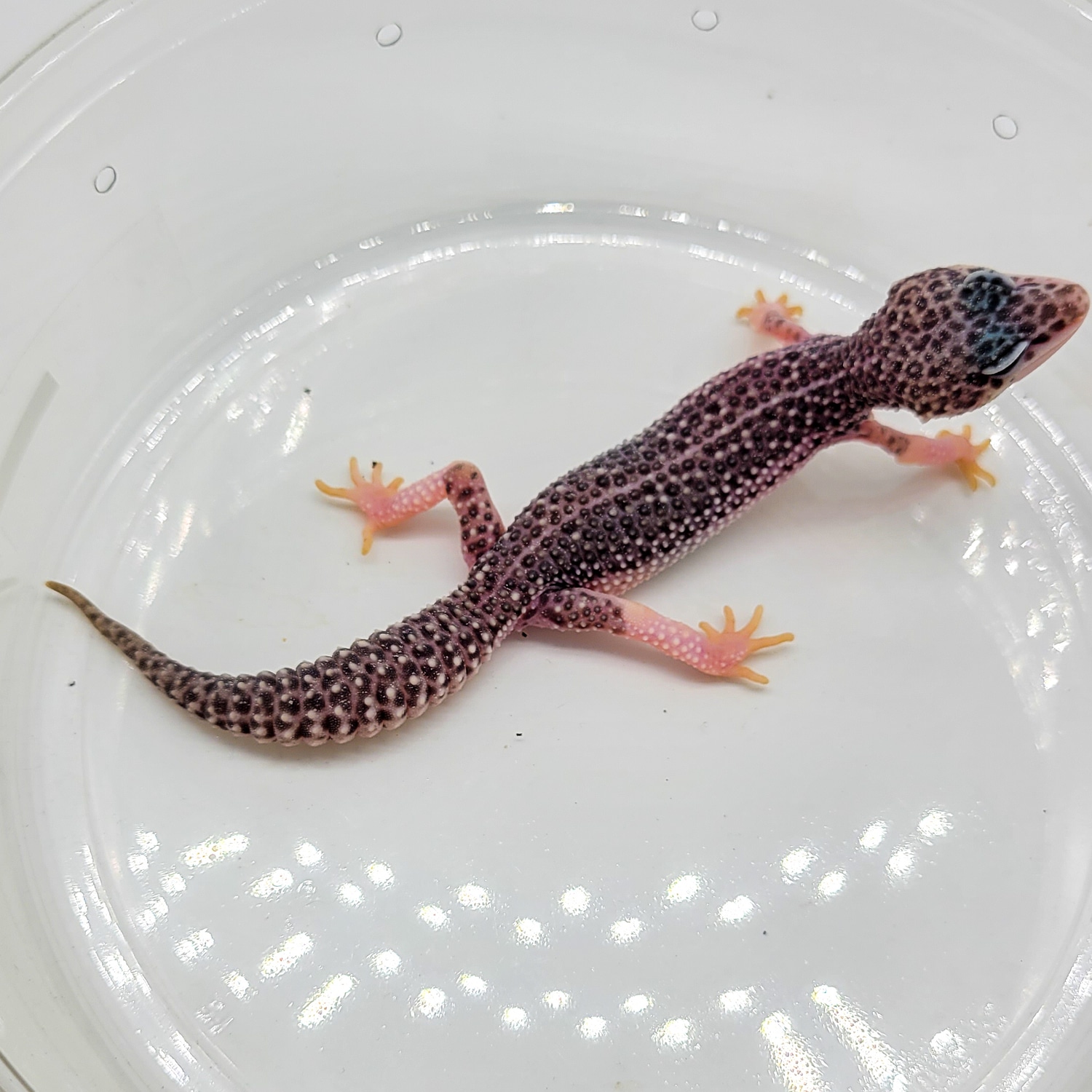 Super Giant Super Snow Eclipse Het Bell Leopard Gecko by Kalico Gecko ...