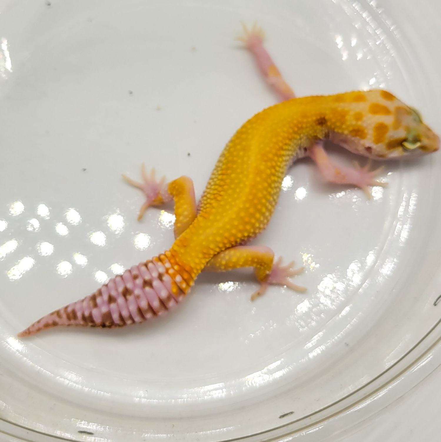 Super Giant Osiris Wy Raptor Tremper Leopard Gecko by Kalico Gecko ...